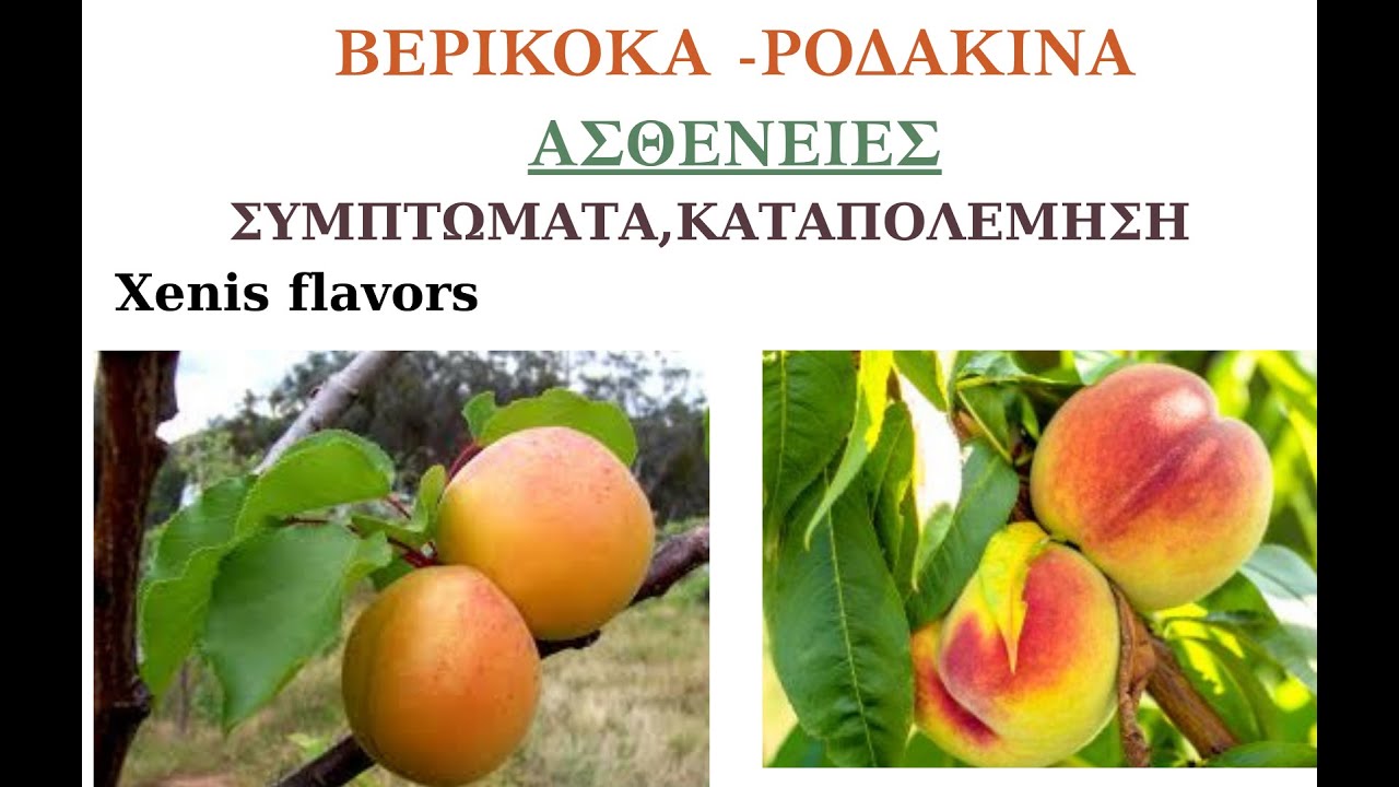 ΒΕΡΥΚΟΚΙΑ ΡΟΔΑΚΙΝΙΑ ΑΣΘΕΝΕΙΕΣ!ΣΥΜΠΤΩΜΑΤΑ ΚΑΤΑΠΟΛΕΜΗΣΗ!ΓΙΑ ΕΠΑΓΓΕΛΜΑΤΙΕΣ ...