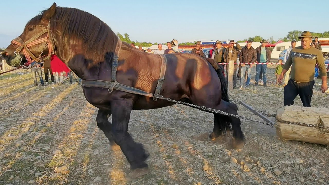 Cai probe de tracțiune cu armăsarul lui Corăbian Paul de la Cluj 2023 ...