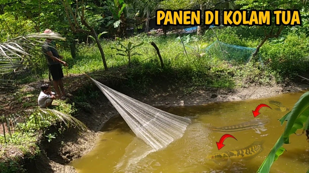 MASYA ALLAH TERNYATA DI KOLAM TUA SEBANYAK INI IKAN NYA PANEN DI KOLAM ...
