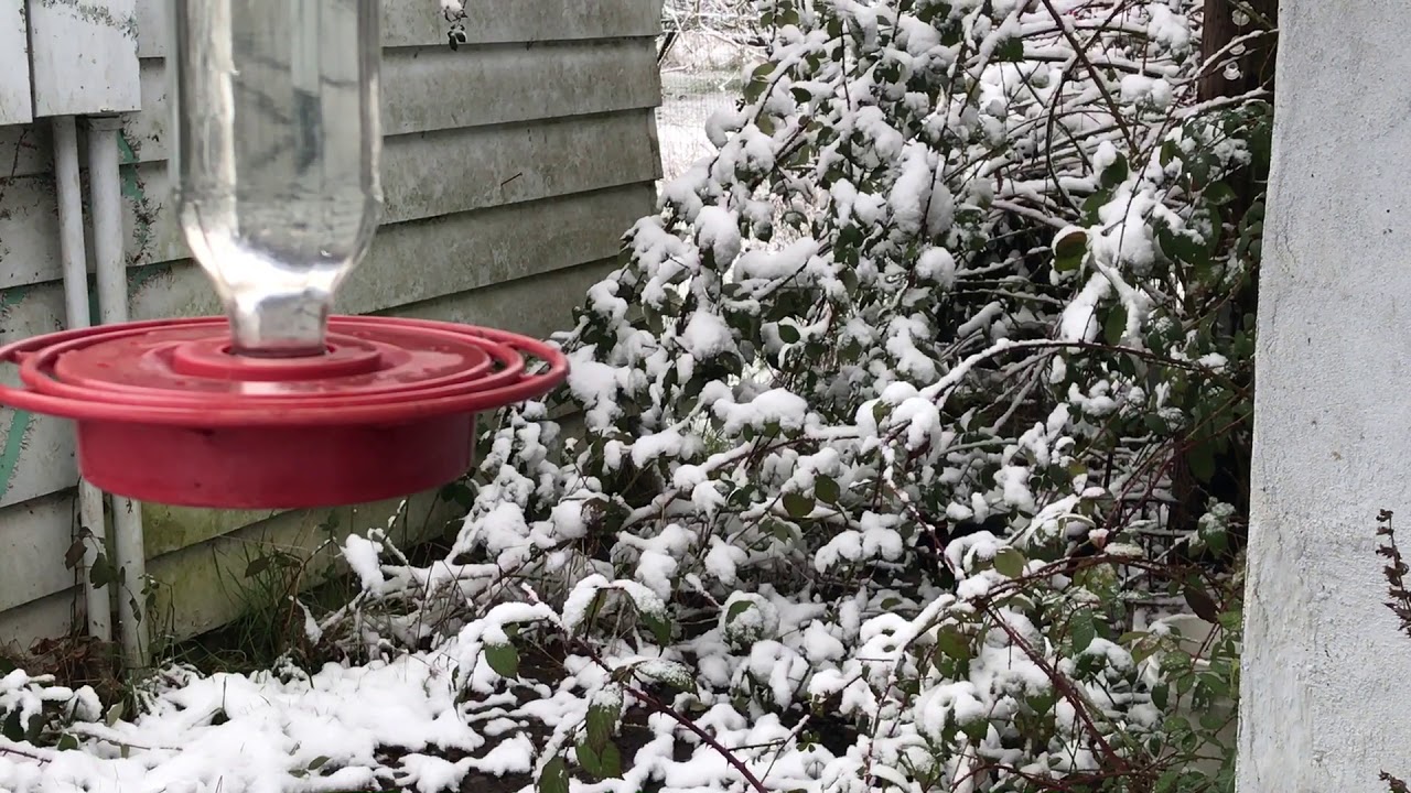 Anna's hummingbirds in the snow - YouTube