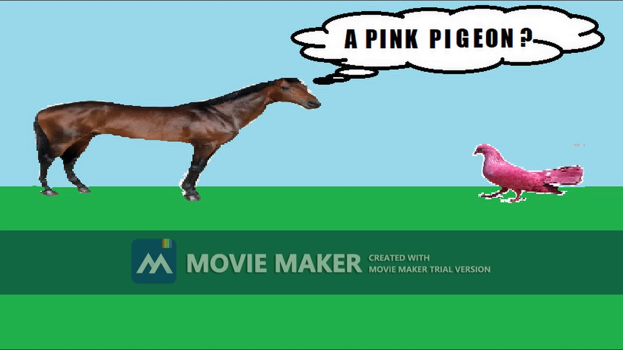 deaf horse pink pigeon - YouTube