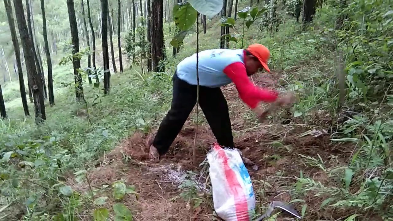 De openi jadi ngopeni - YouTube