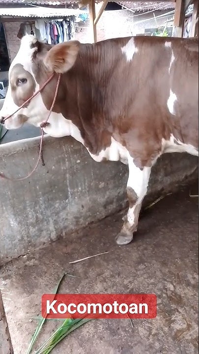 wes poko e ok wae... joss - YouTube