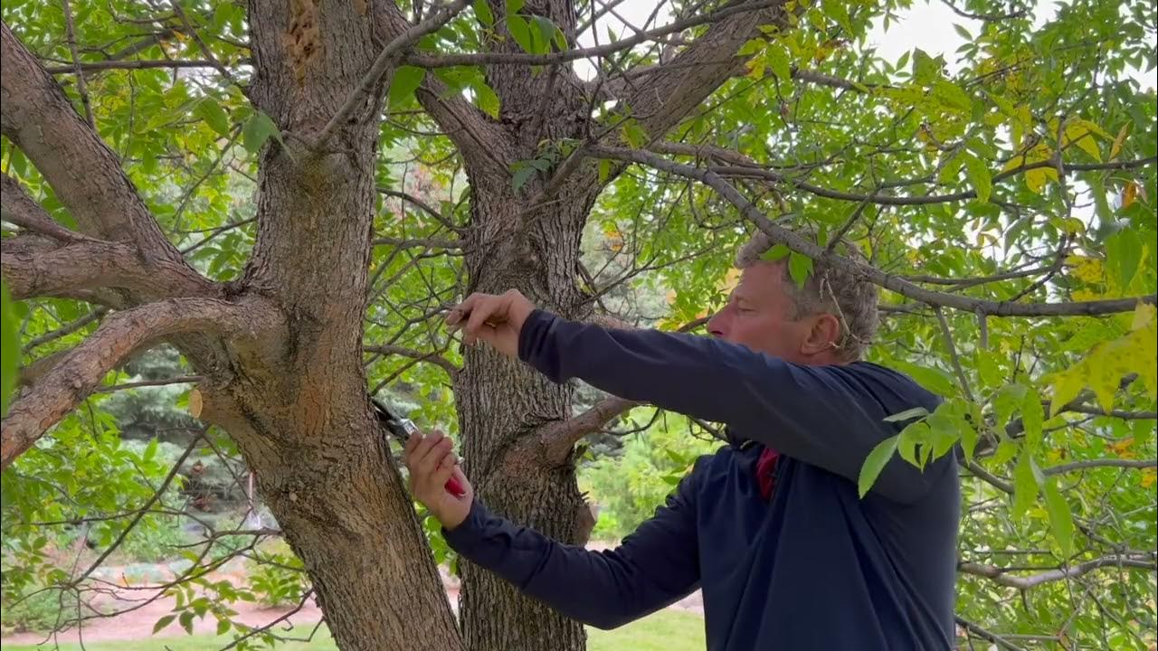 Tree Pruning: Lower Branch Removal - YouTube