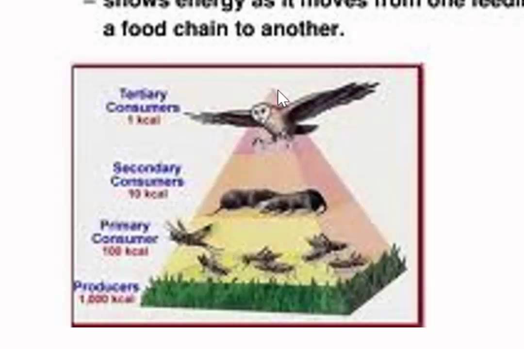 Energy Flow through Ecosystems - YouTube