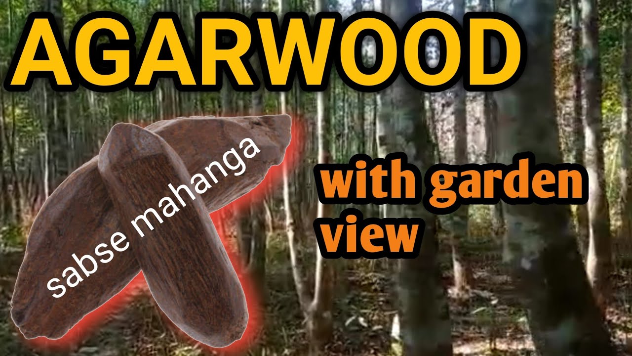 agarwood farming with some important tips - (Part -1 ) how to get Best ...