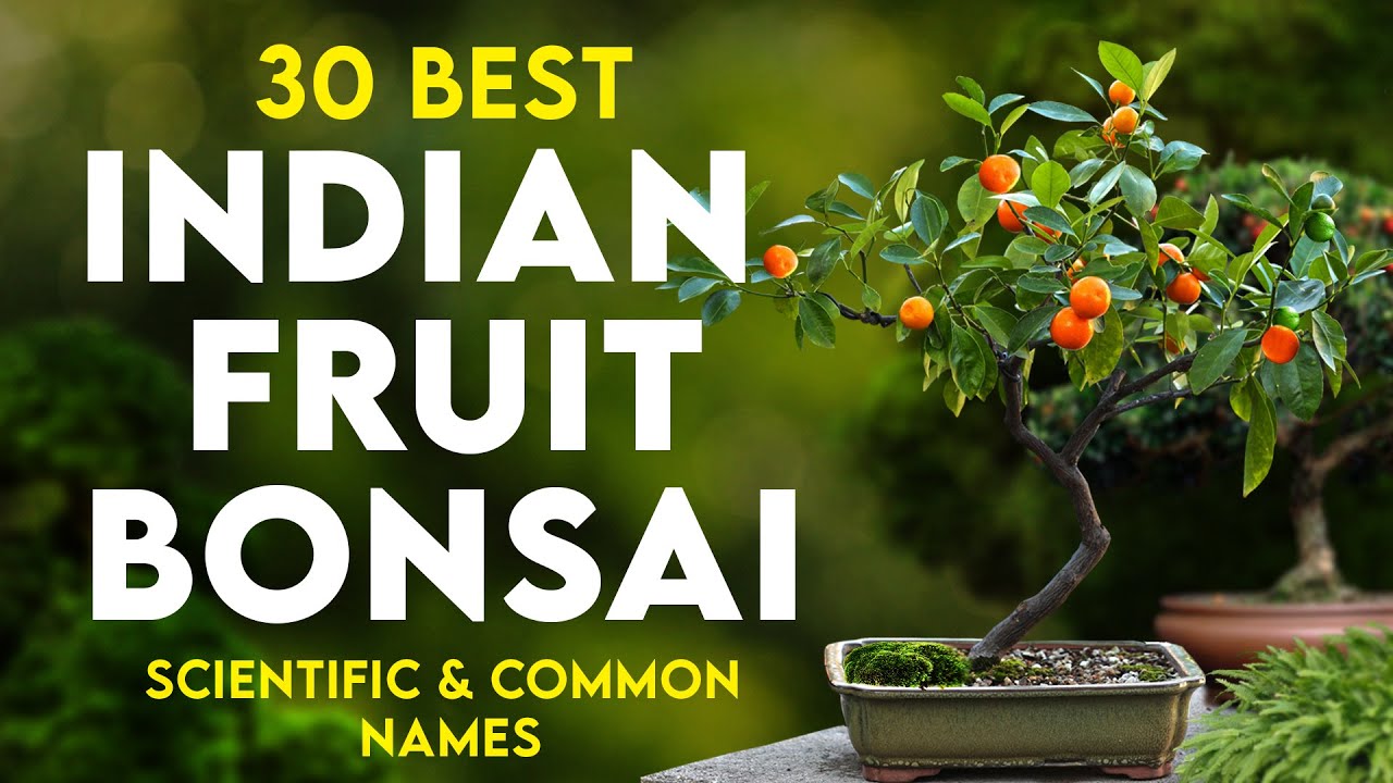30 best fruit tree for bonsai in India | bonsai tree for beginners ...