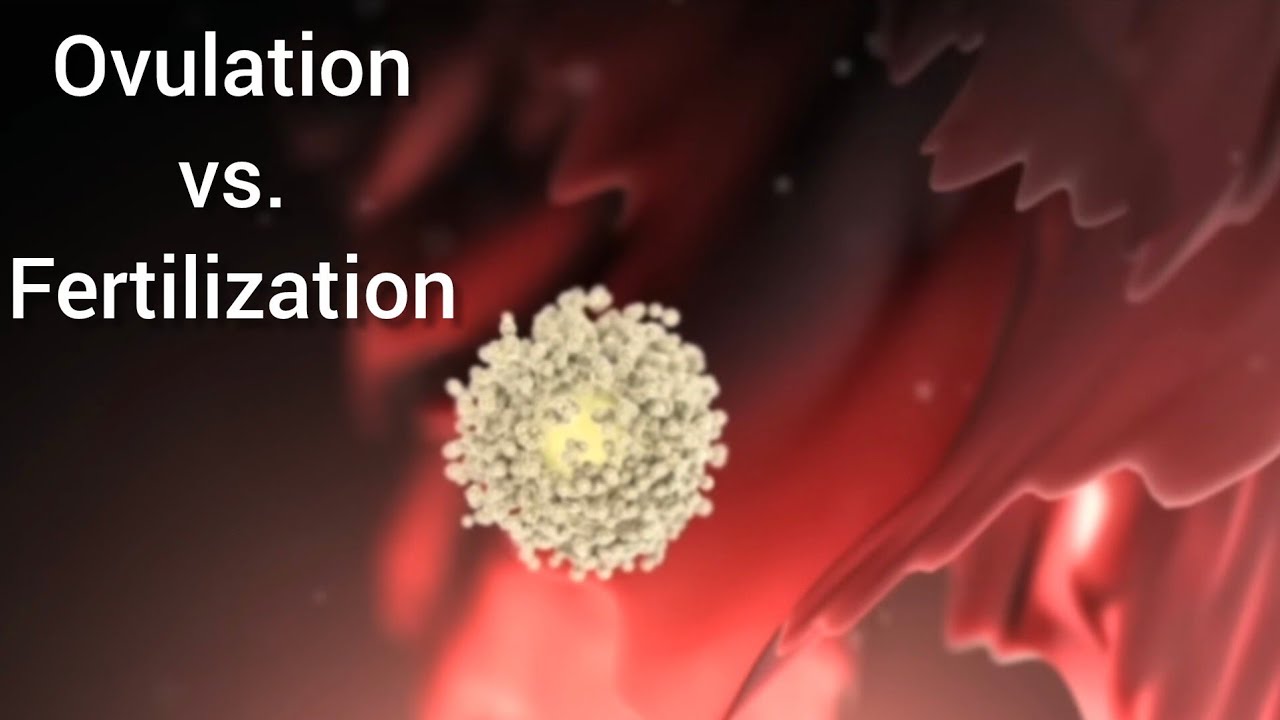 What is Ovulation? | When does ovulation occures? | Educational Content ...