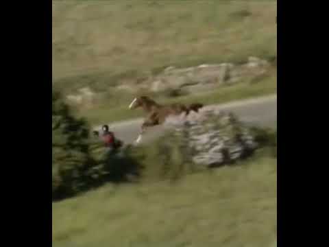Tour de France INCREDIBLE SITUATION. The horse jumps over the fence and runs next to the cyclists.