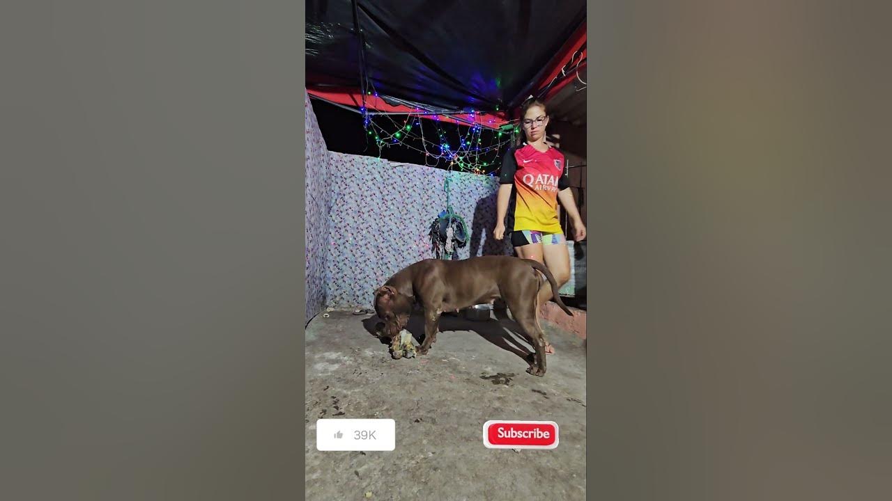 Joking Dog #lekthebestkennel - YouTube