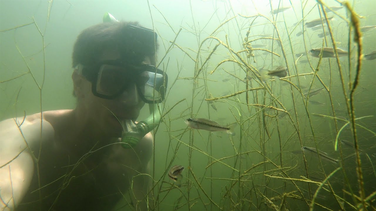 SWAMP THING SWIM! & Mining Equipment Climb. - Fun travel & Funny nature ...