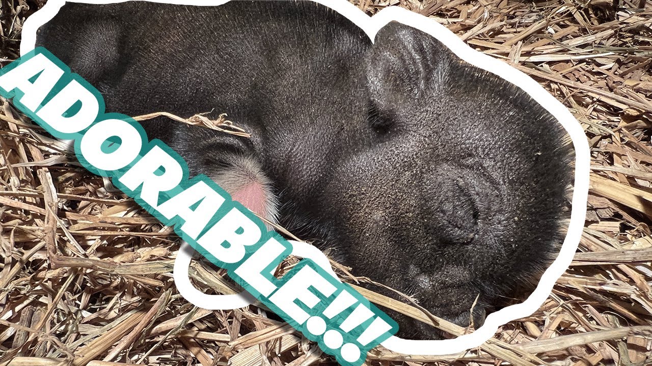 Charlotte's Live Birth - Beautiful and gross! - YouTube