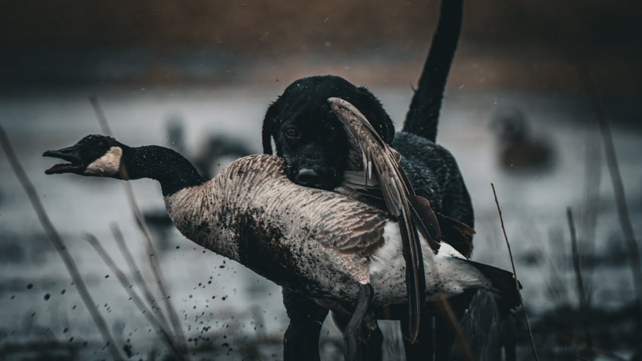 Minnesota Goose Hunting Season Finale (2023)… - YouTube
