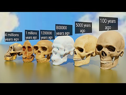Evolution of Human Skull 💀 - YouTube