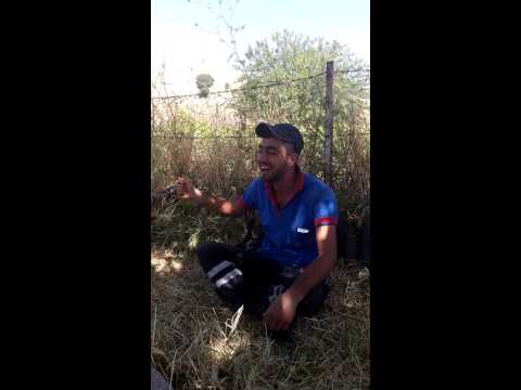 hozan memet tulgar te piştamin da diwara mükemmel