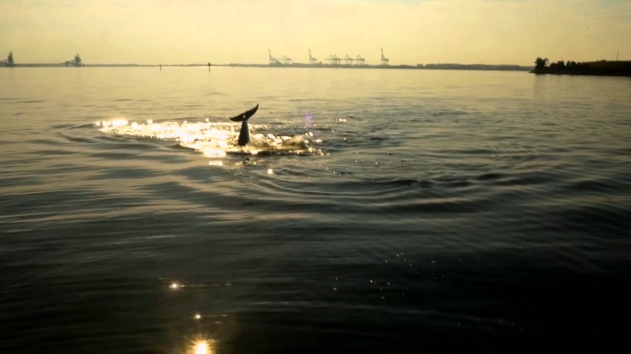 Dolphin in the Lafayette River, Norfolk, VAdolphin - YouTube
