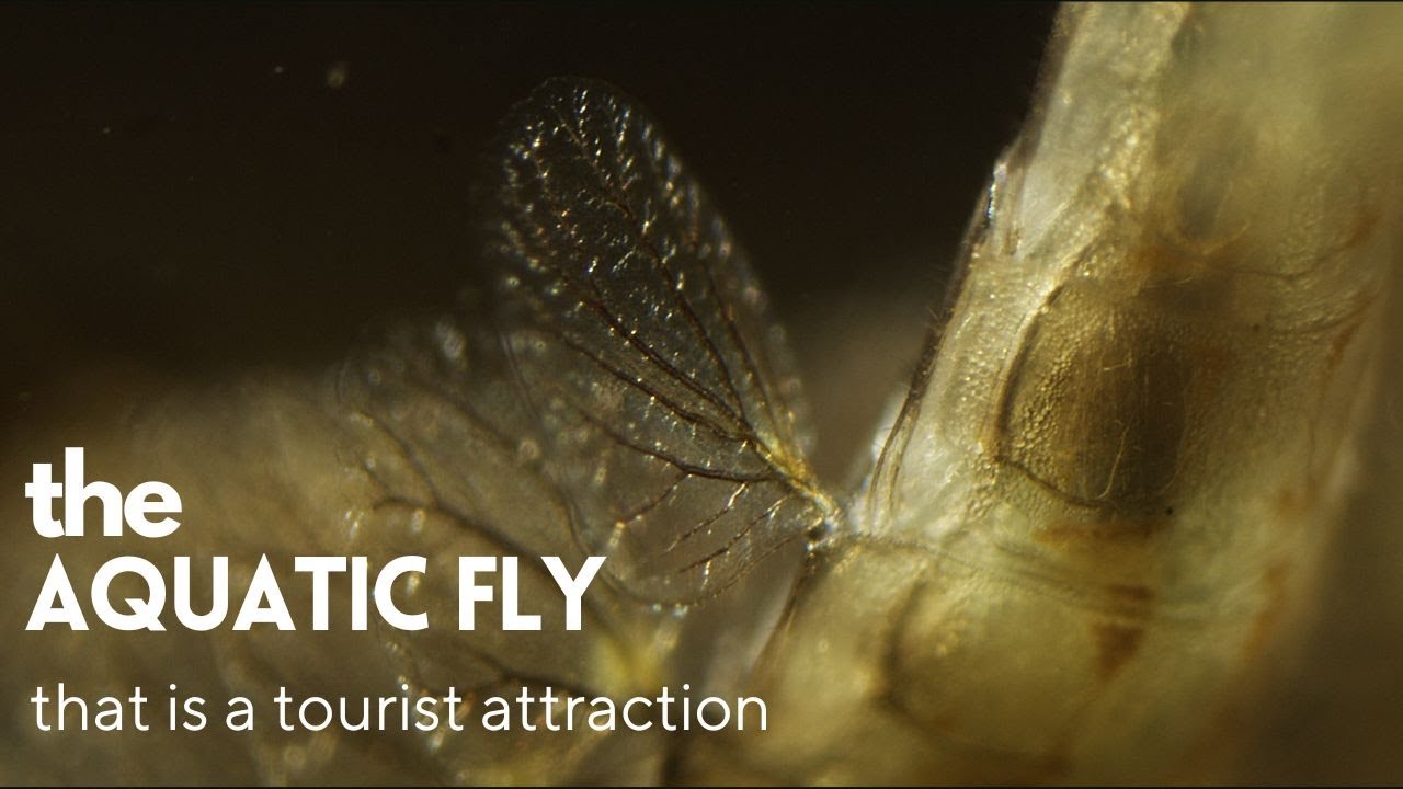 Marvelous mayfly - a micro documentary - YouTube