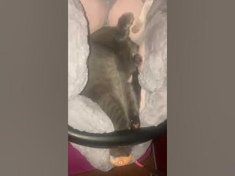 Ребёнок в коляске. - YouTube