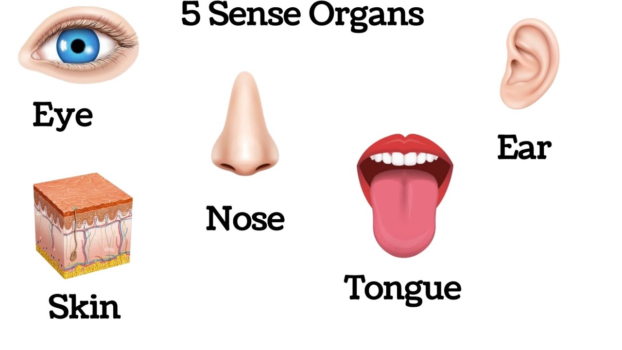 5 Sense Organs of Human Body...... - YouTube