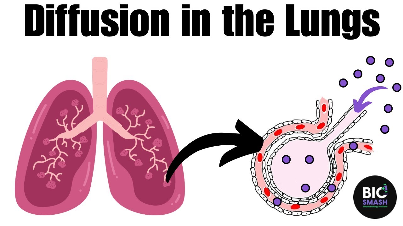 Smash exam questions: How to describe diffusion in the lungs - YouTube