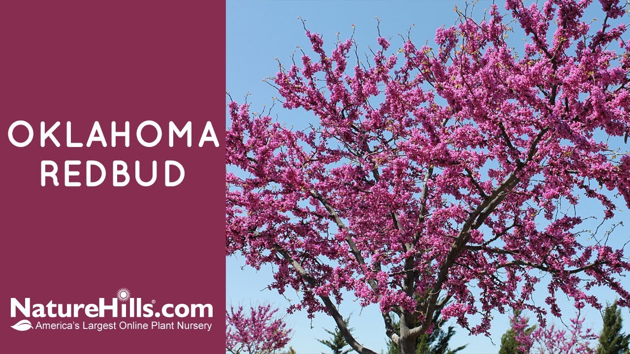 Oklahoma Redbud | NatureHills.com - YouTube
