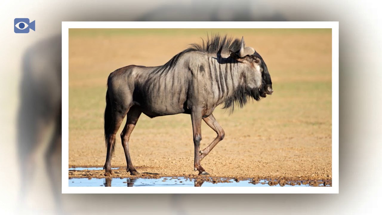 Wildebeest - YouTube