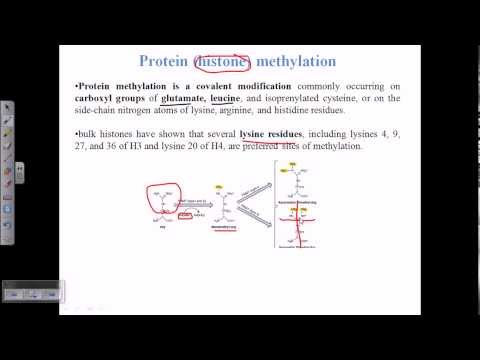 Histone methylation