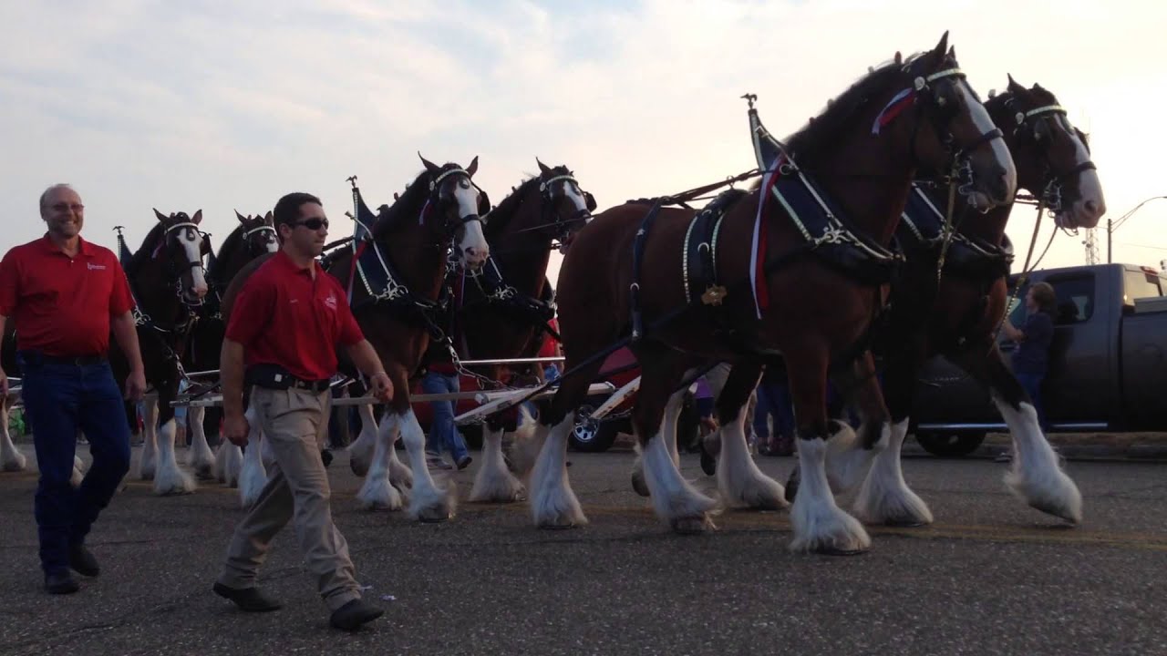 World famous Anheuser Busch Budweiser Clydesdales in Texarkana - YouTube
