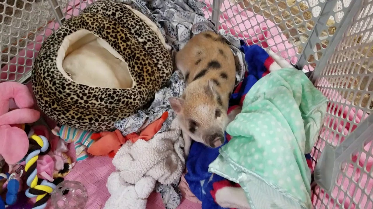 A WONDERFUL Saturday at The Sharyn Zoo 💖 - YouTube