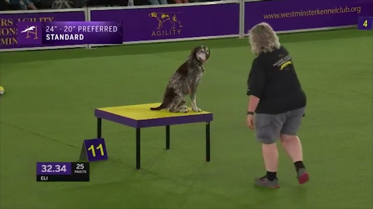 What Are Faults In Dog Agility