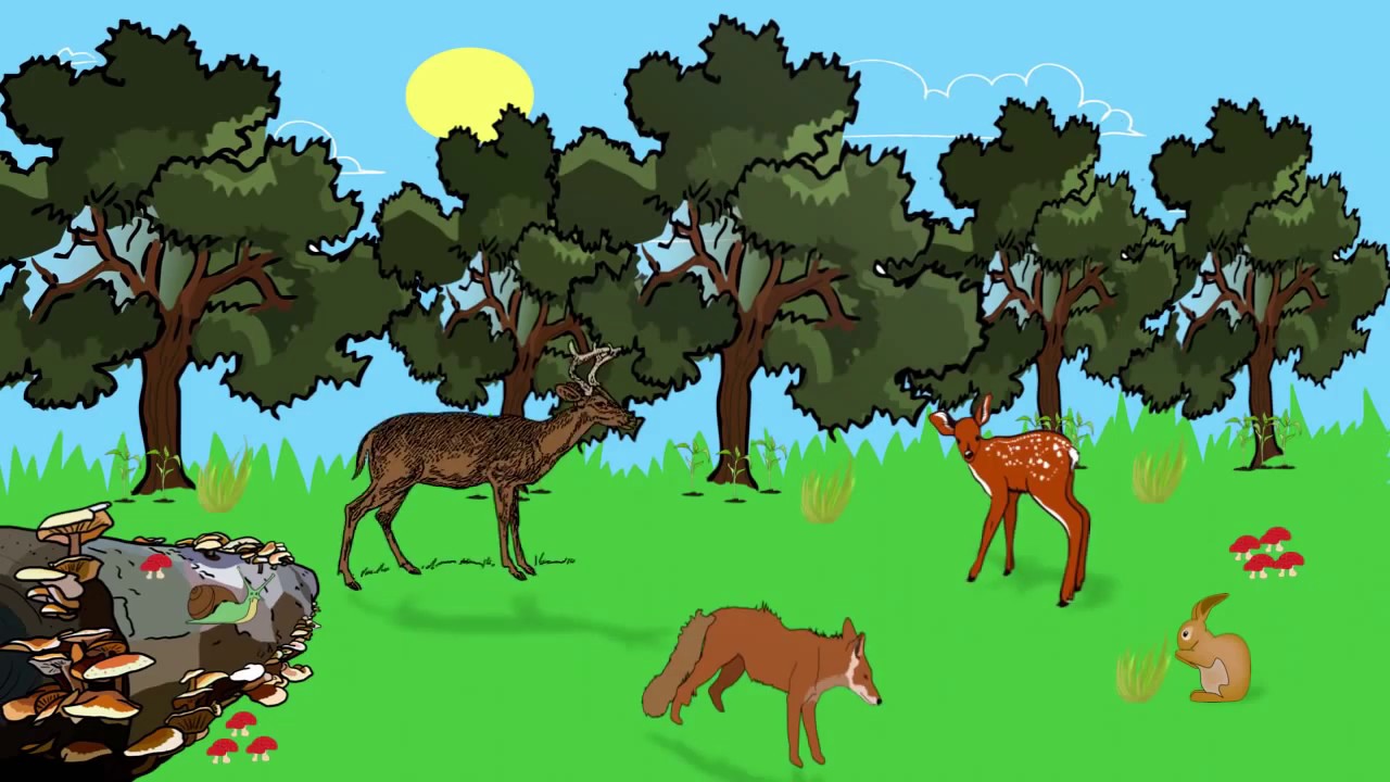 Ecology Interspecific and Intraspecific Interactions | Ecology ...