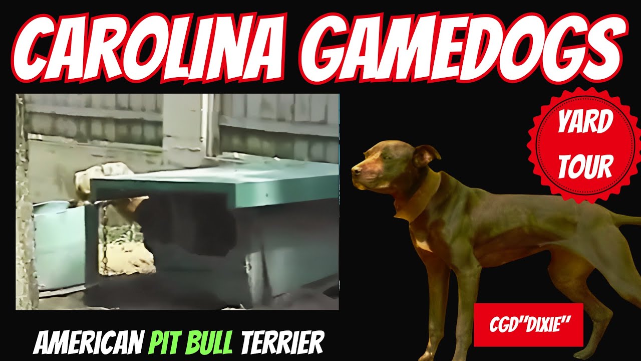 Step Inside CAROLINA GAMEDOG KENNEL | The Heart of APBT History - YouTube