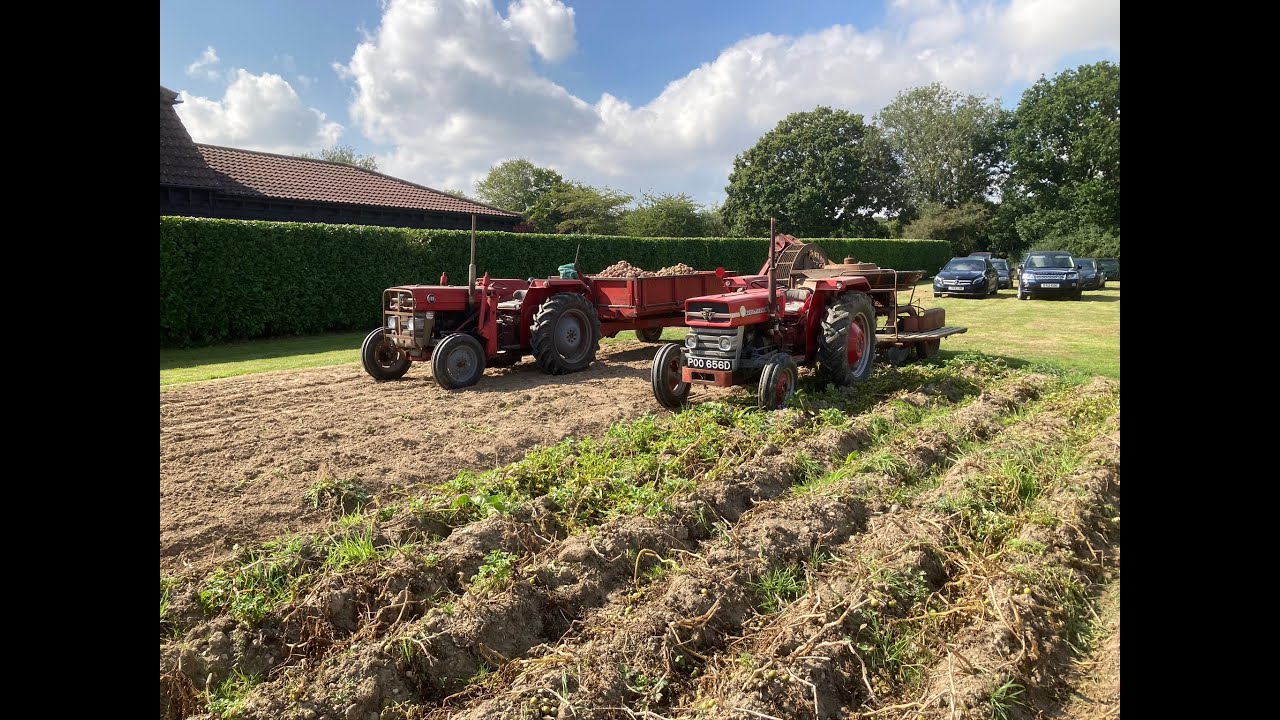 Jam Tractors MF 711 Potato Harvester - YouTube