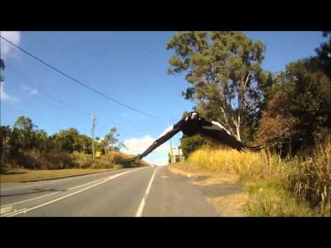Swooping Season - Magpies - YouTube