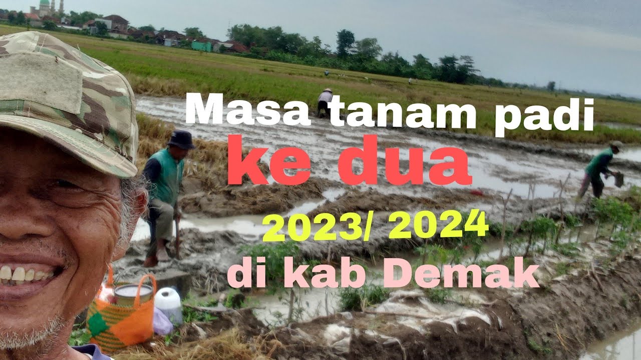 MASA TANAM PADI KE 2 . 2024 - YouTube
