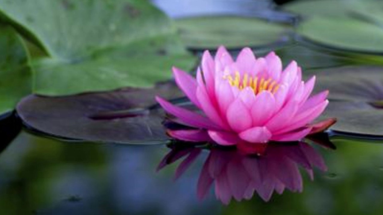 Bhante Gunaratana Jhana DVD 02 - dhamma talk - The basic preliminaries ...