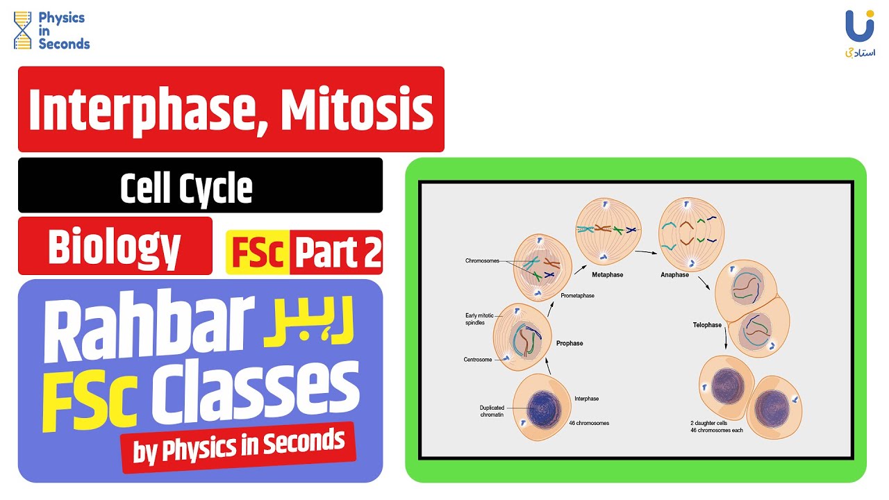Biology - Interphase, Mitosis - FSc Part II - YouTube