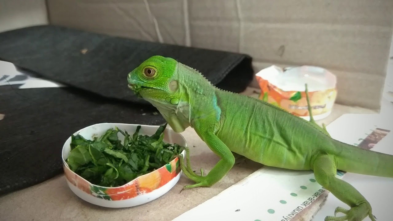 INTIP BABY RAKUS! Baby Iguana Rakus Makan | Baby Iguana | Iguana Green ...