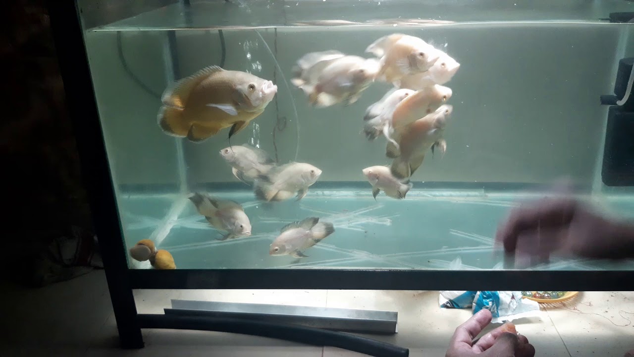 Ornamental fish feeding,oscars - YouTube