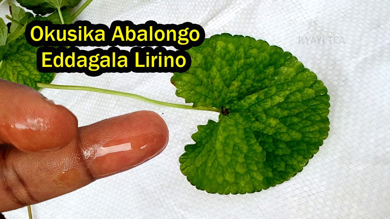 Okusika Enfuli Kozesa Kutukumu Zigenda Kwanguwa Okuvaayo - YouTube