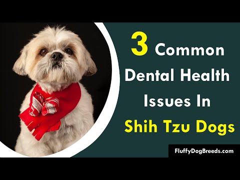 Three Shih Tzu dogs' dental health problems are typical. [Complete Guide]