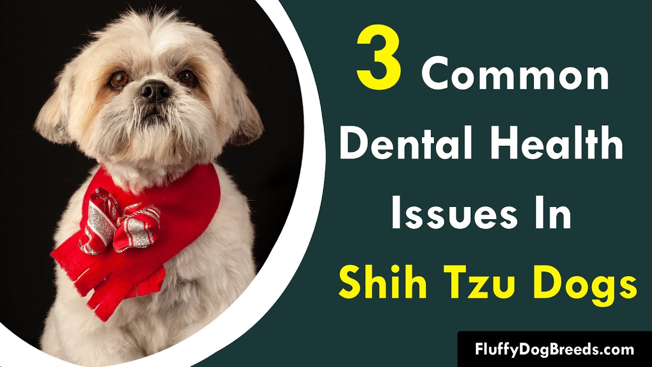 3 Common Dental Health Issues in Shih Tzu Dogs - YouTube