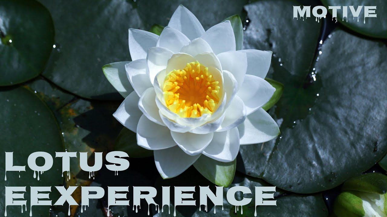 Lotus Experience - YouTube