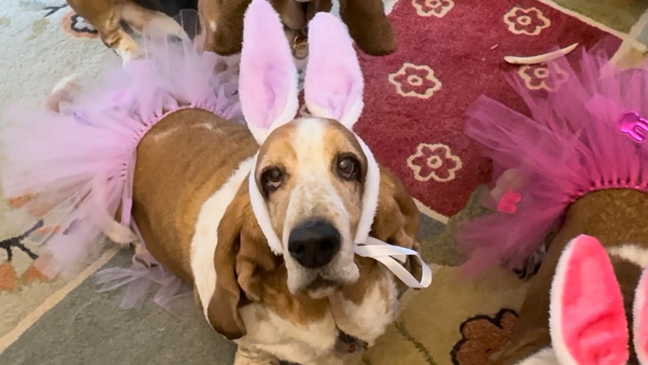 The Easter Bunnies - YouTube