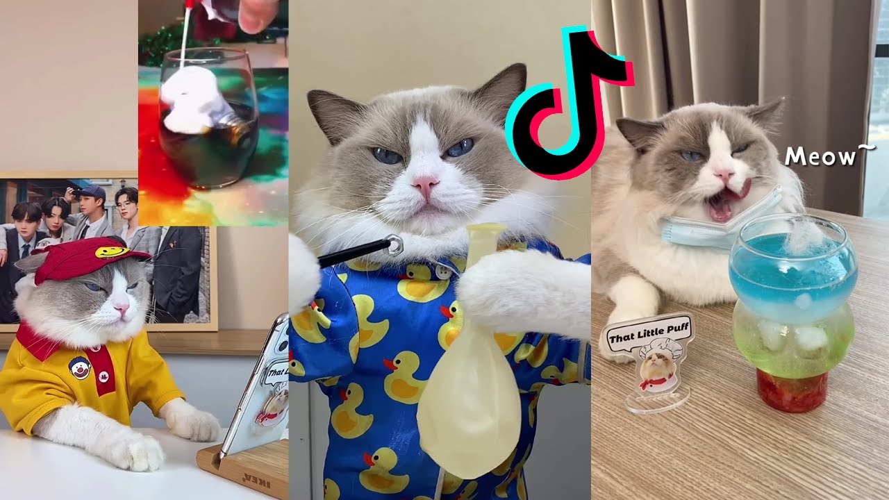 That Little Puff | Cats Make Food 😻 | Kitty God & Others | TikTok 2024 ...