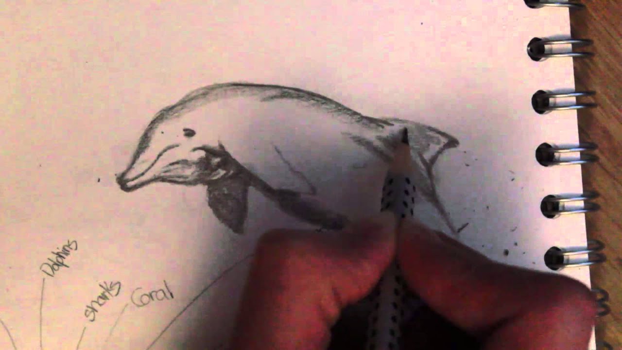 Dolphin Speed-art with Pencil - YouTube