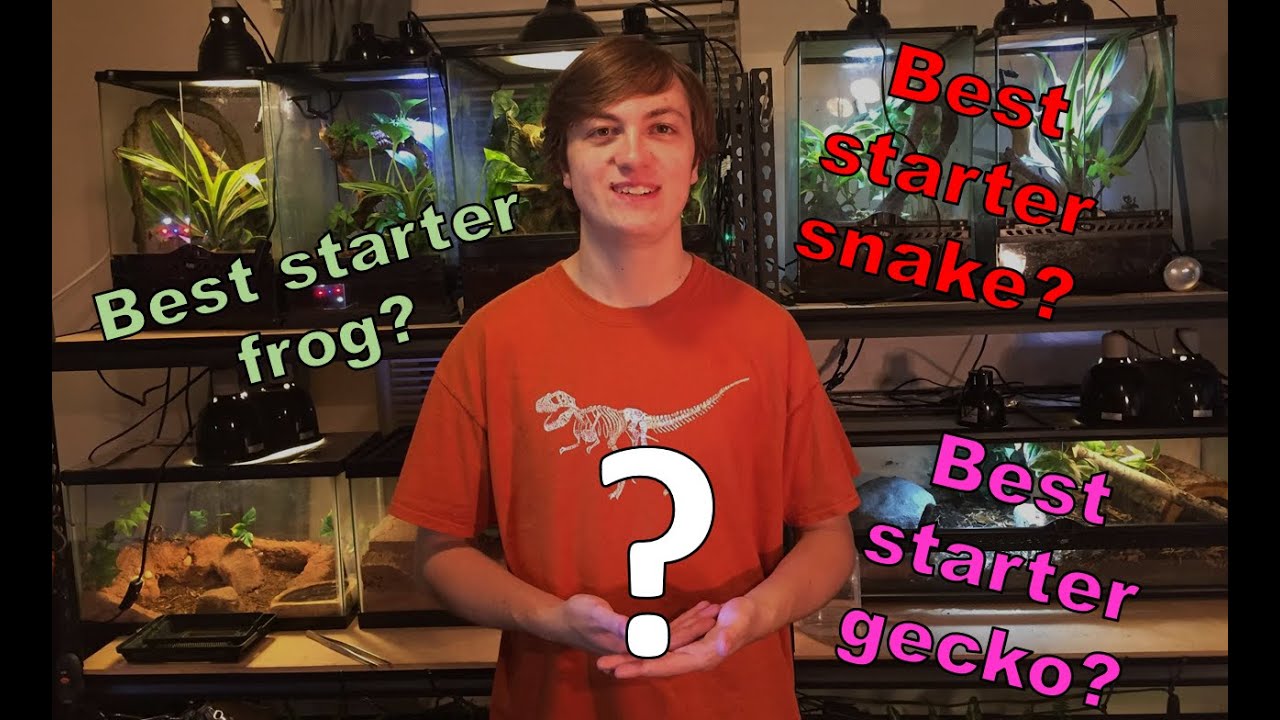 Good Starter Pets YouTube good-starter-pets-youtube