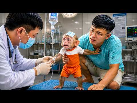 Baby Monkey Tries to Stay Brave—Until the Doctor Begins Treatment 😢❤️