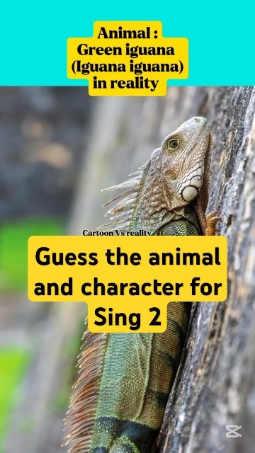 Guess the voice actor and really animal from sing 2 #cartoon # ...