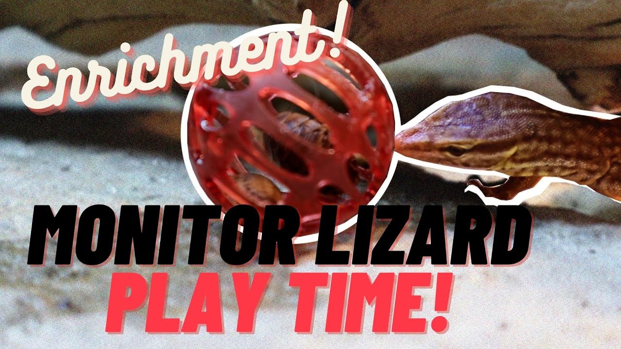 Ackie Monitor Lizard Playing with Toys! - Enrichment - YouTube